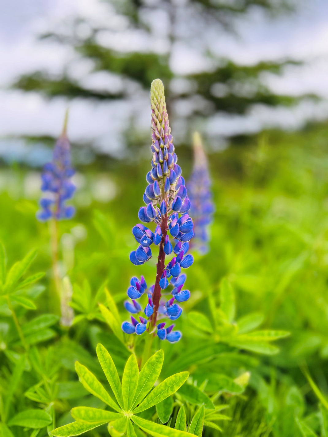 Alaska Soap and Skincare | Northern Glow Soap & Skincare ...